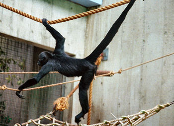 GAY MONKEYS NAMED AFTER GAY STARS - MambaOnline - LGBTQ South Africa online